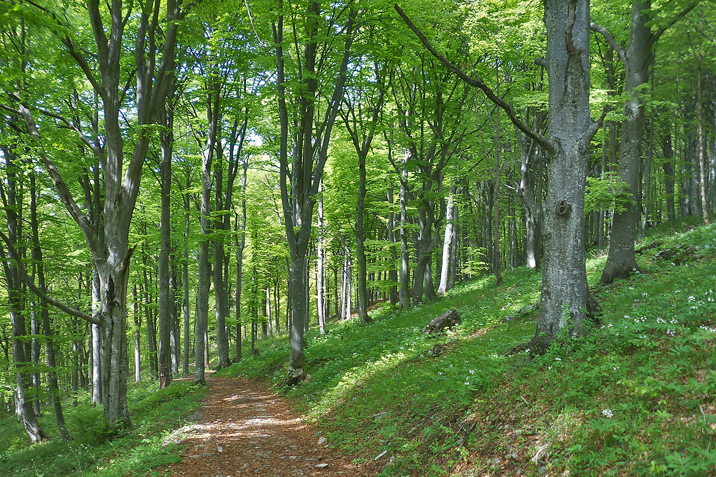 Da Regione Lombardia 7 milioni per le aree forestali, per Enti di ...