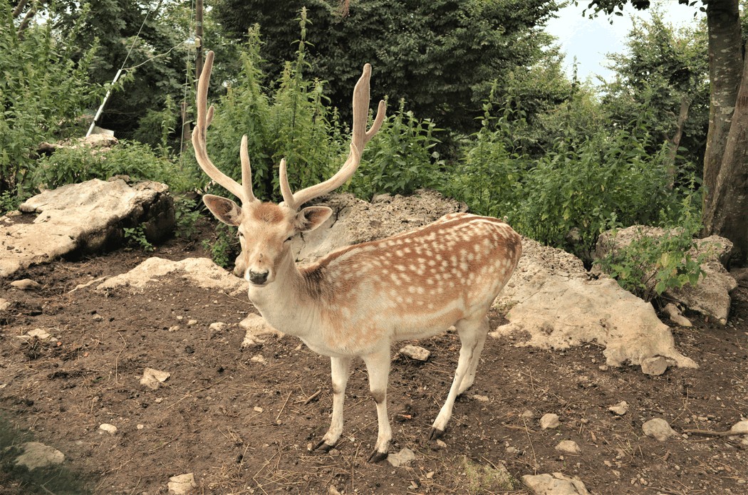 Il Daino è originario dell’area mediterranea ed è stato introdotto sin ...