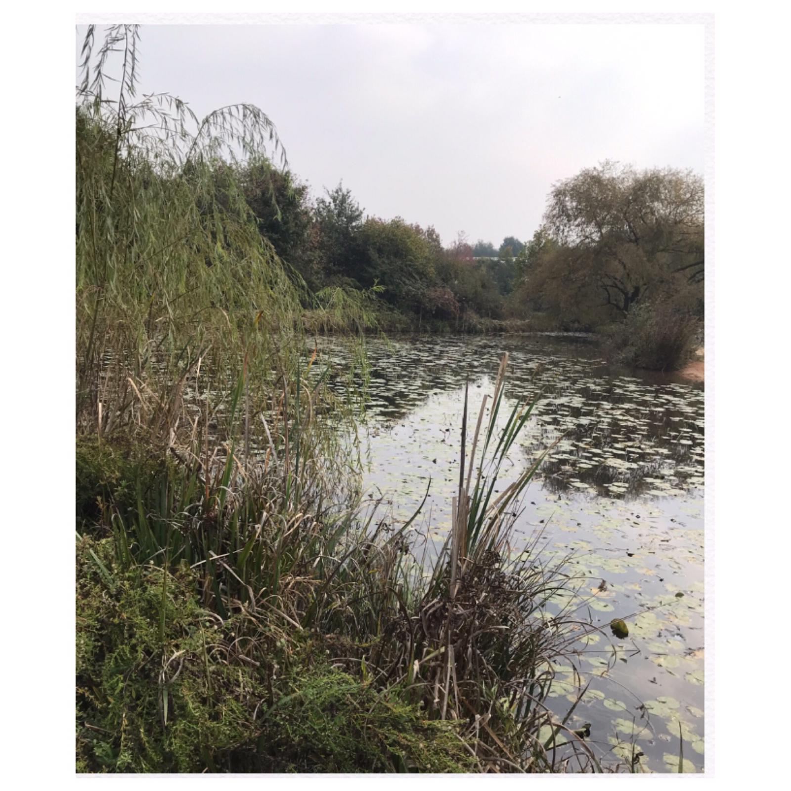 Stagno contemporaneo - Poesia della notte - Vivere Milano